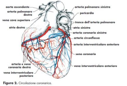 Sulle tracce dell’ECG: STEMI – itjem